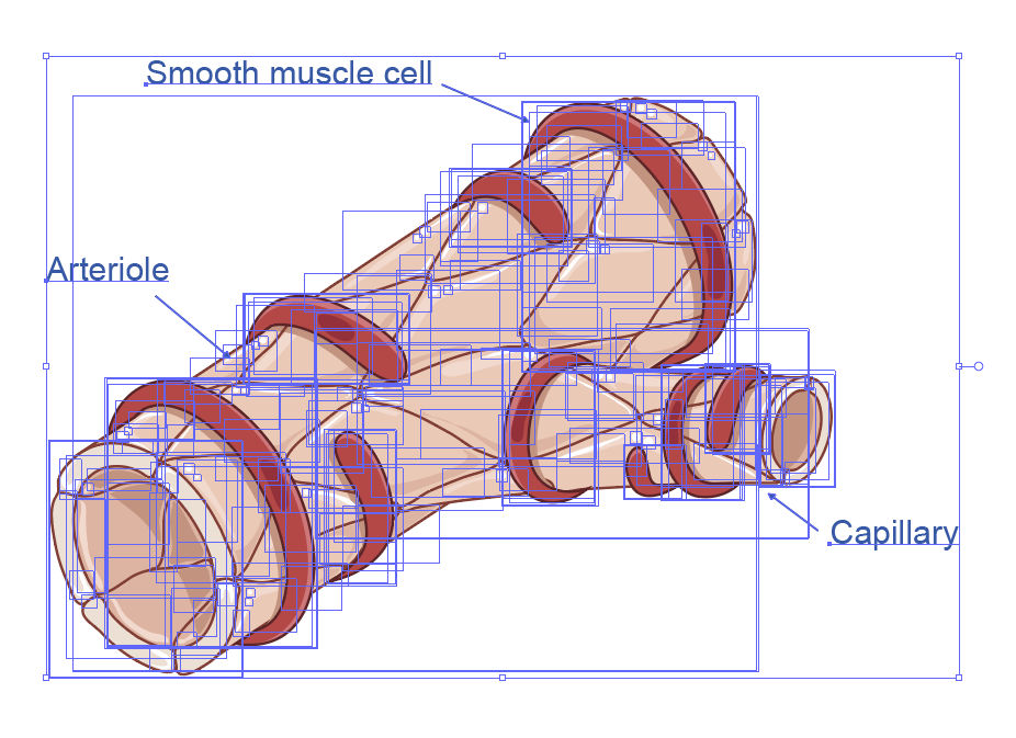 Arteriole en gladde spiercellen vector Arteriole en gladde spiercellen vector