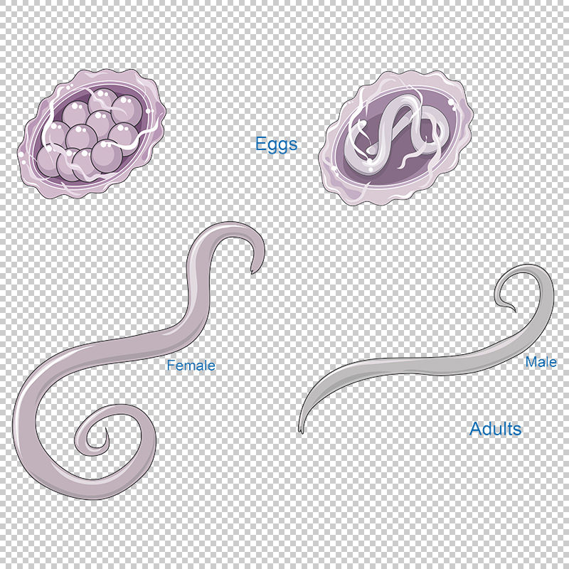 Ascaris lumbricoïdes vector scientific illustration Ascaris lumbricoïdes vector scientific illustration