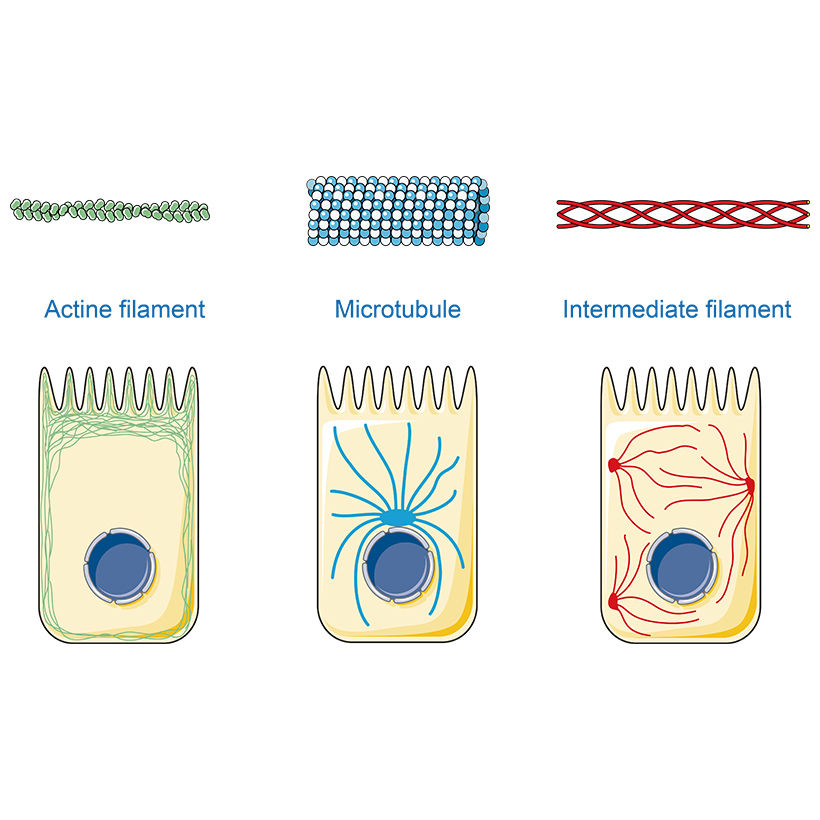 Cytoskeleton Vector
