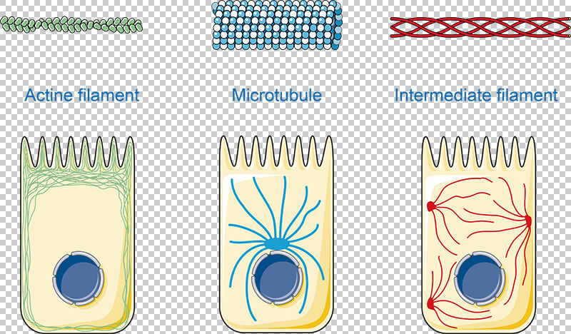 Cytoskeleton Vector