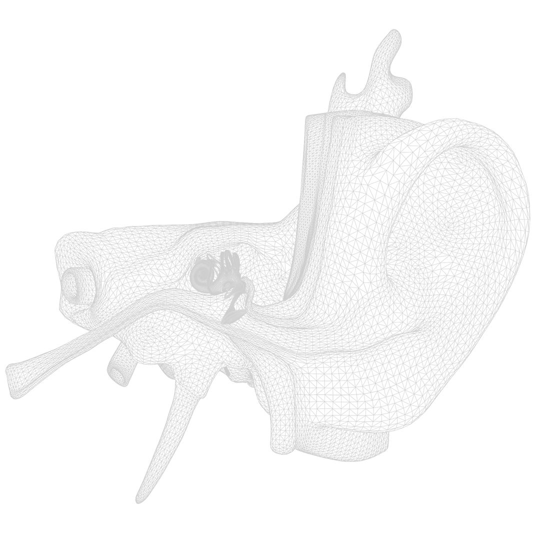 Ear Anatomy Structure Open 3d Model