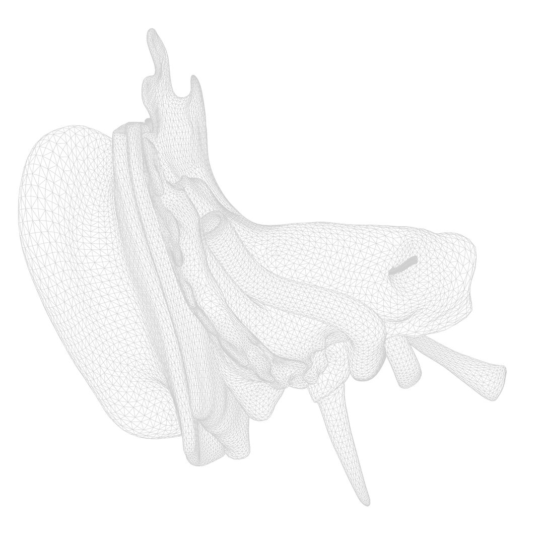 Ear Anatomy Structure Open 3d Model
