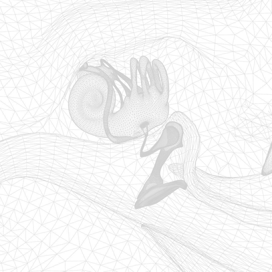 Ear Anatomy Structure Open 3d Model