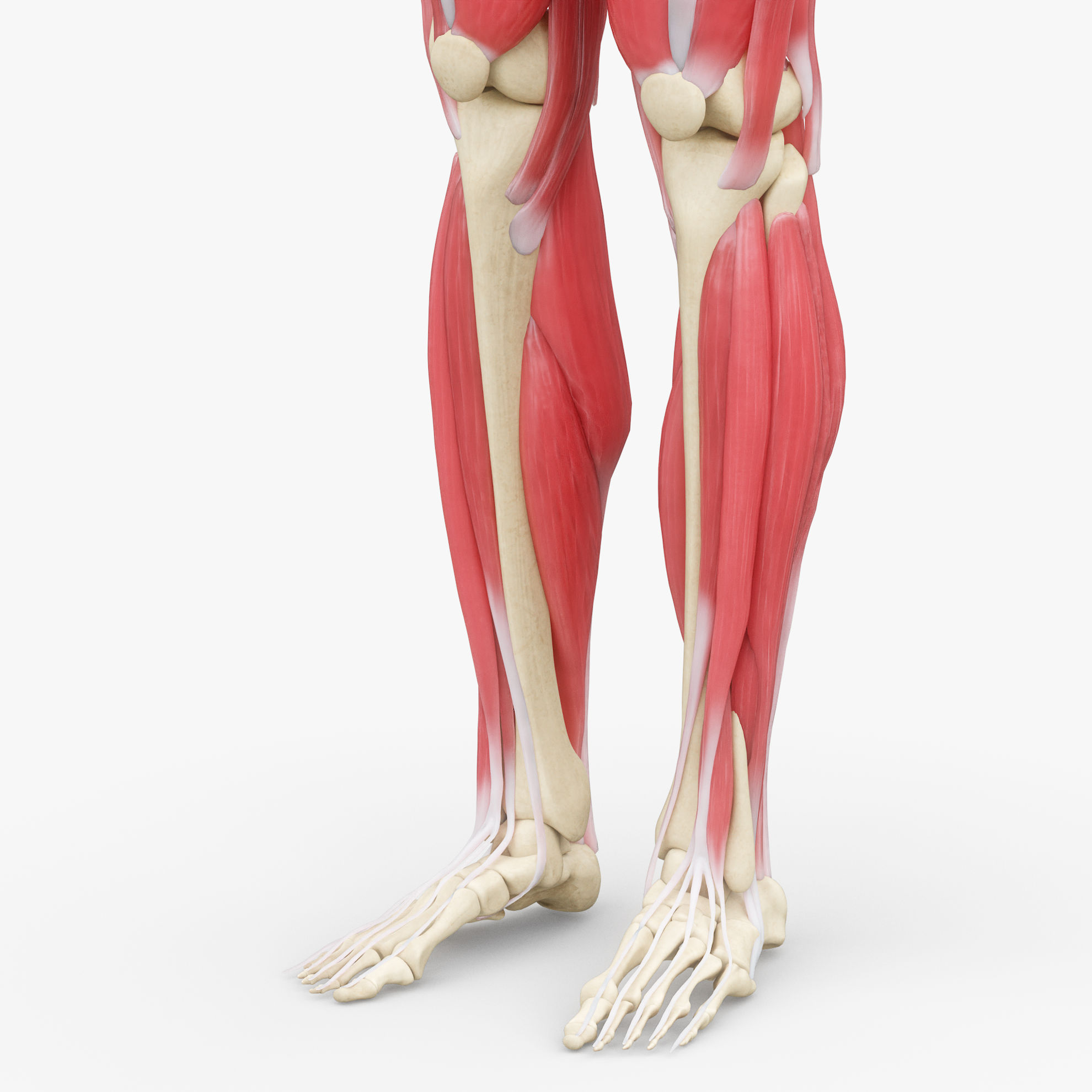 人体腿部肌肉骨骼解剖学 3d 模型