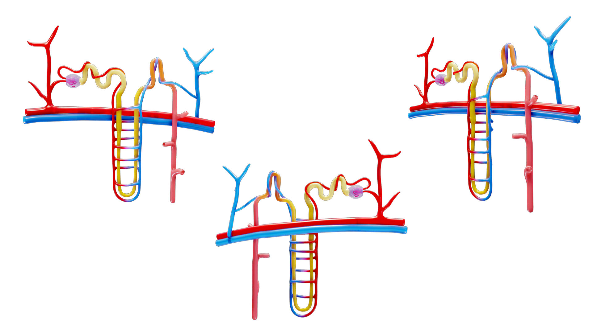 Kidney Nephron Structure Anatomy Medical 3D Model Kidney Nephron Structure Anatomy Medical 3D Model