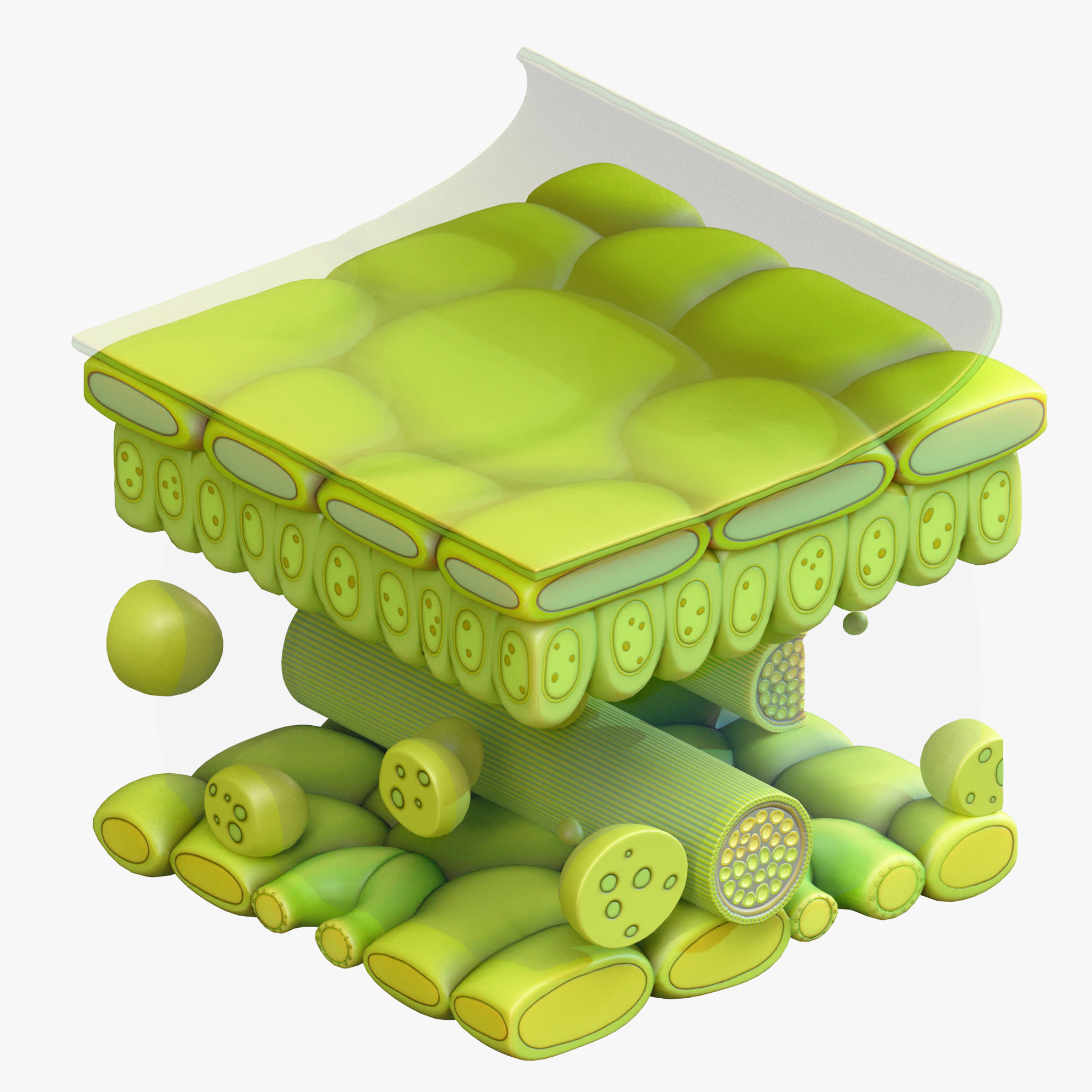 Leaf Anatomy Layers Structure 3d Model