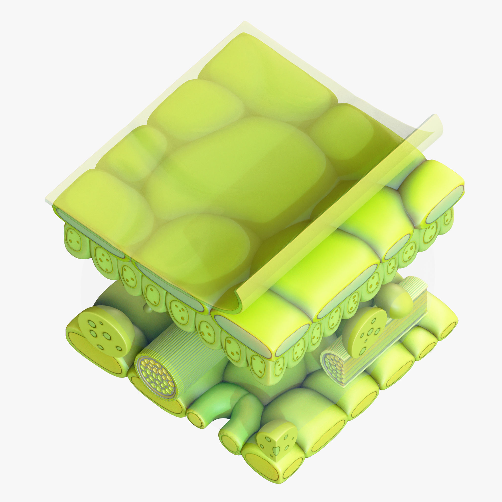 Leaf Anatomy Layers Structure 3d Model
