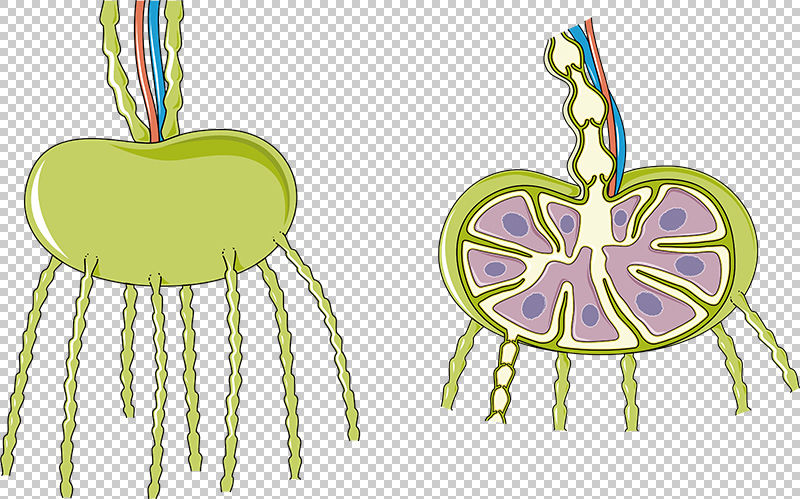 Lymph nodes vector Lymph nodes vector