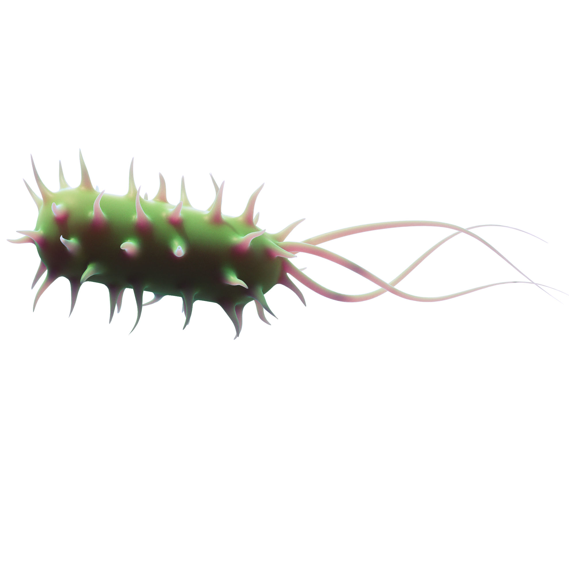 Prokaryotic Bacteria 3D Model Prokaryotic Bacteria 3D Model