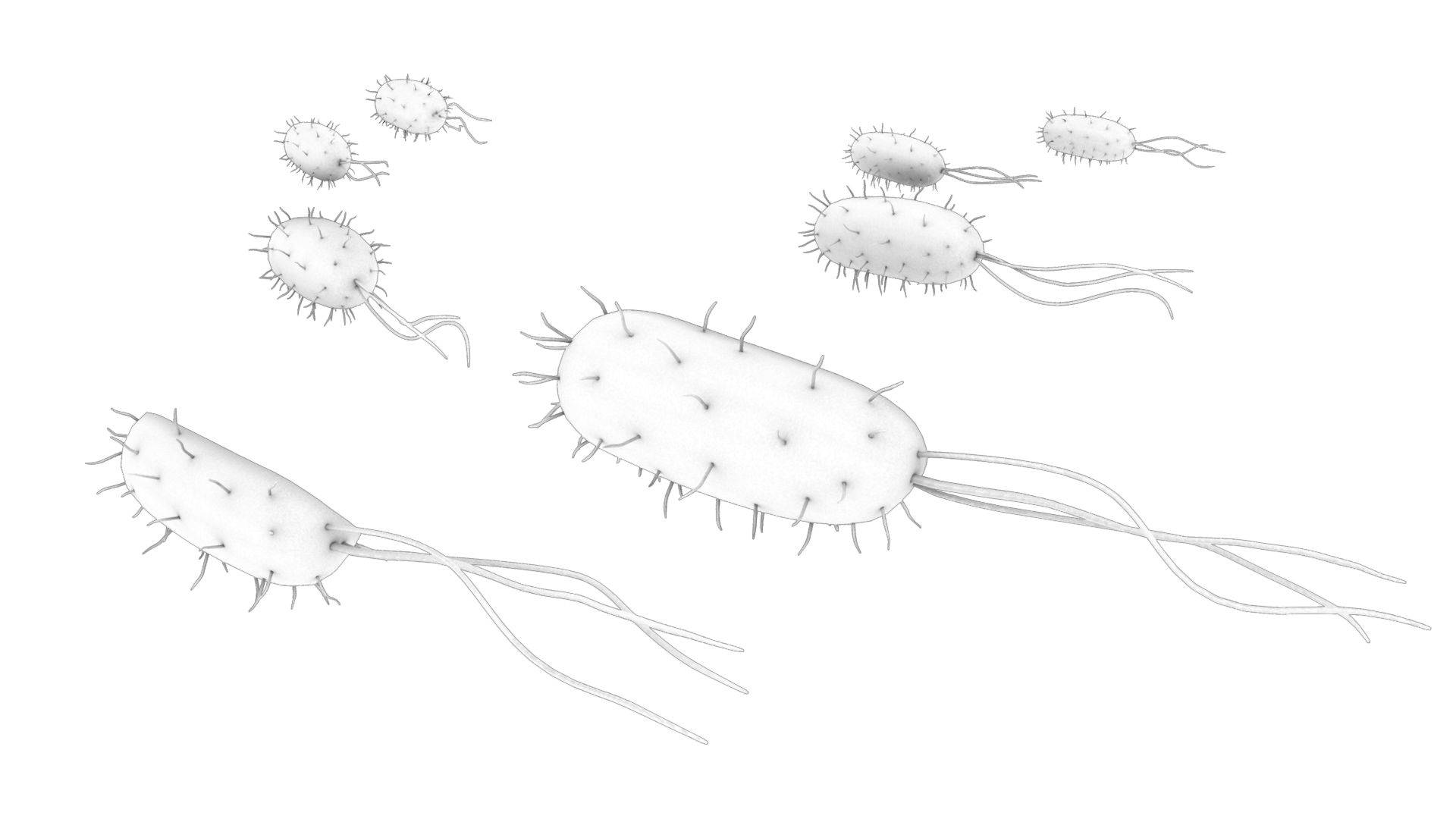 Modelo 3D de anatomía celular de bacterias procarióticas Modelo 3D de anatomía celular de bacterias procarióticas