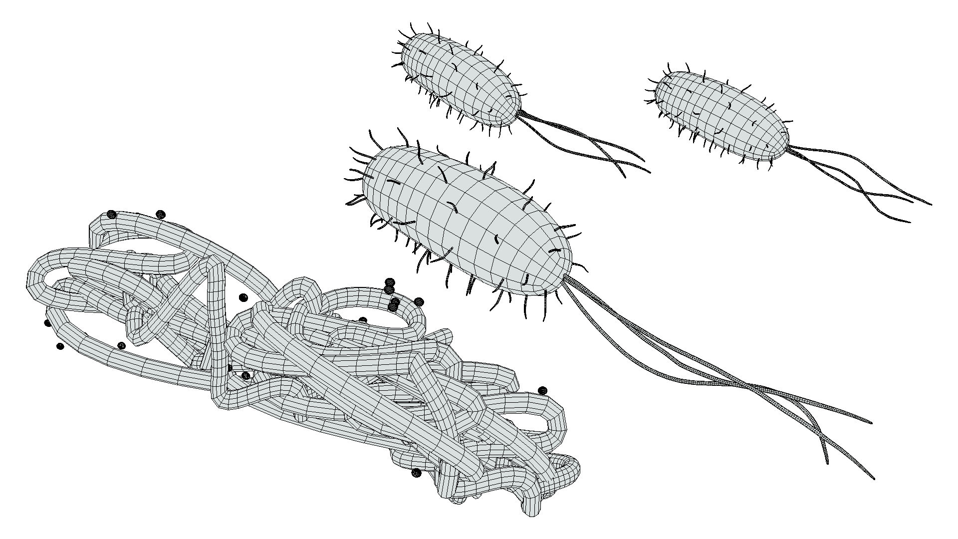 Modelo 3D de anatomía celular de bacterias procarióticas Modelo 3D de anatomía celular de bacterias procarióticas