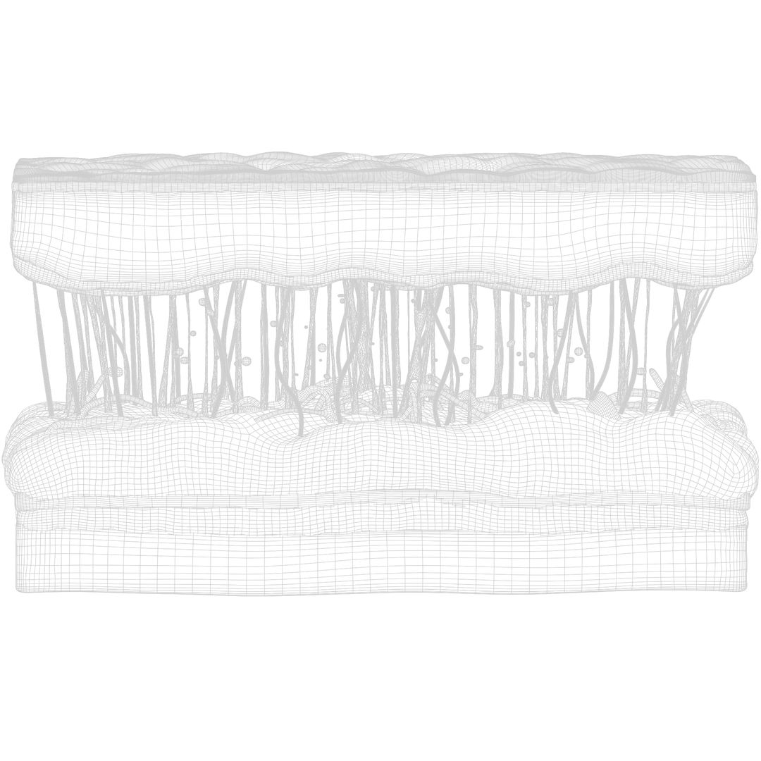 Skin Structure Cross Section 3d Model C4d Stl Obj 3ds